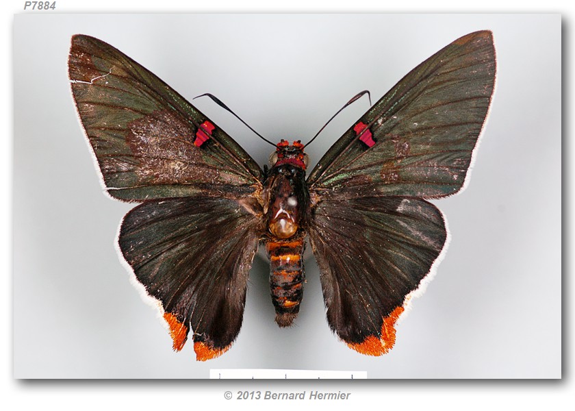 Phocides polybius phanias (pinned specimens)